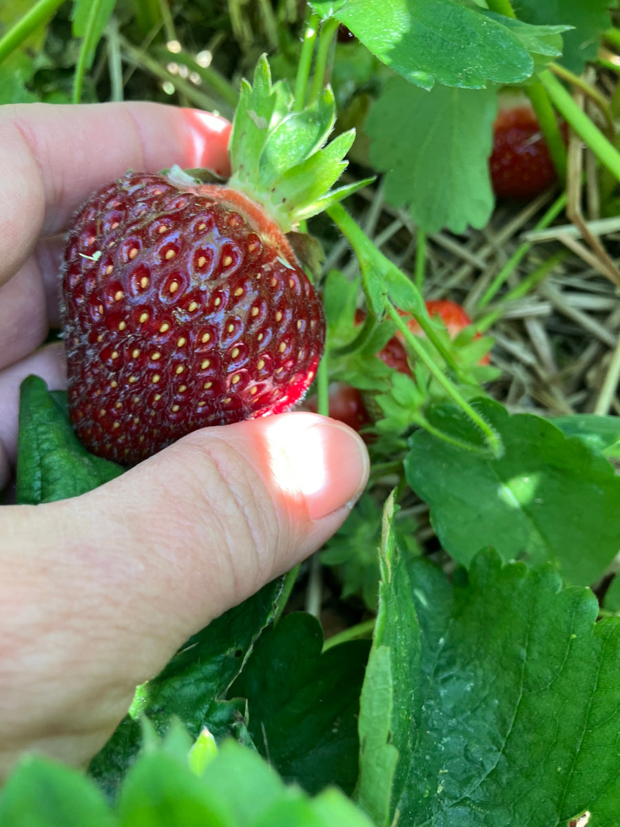 Ingredient Profile: Strawberries for Glowing, Healthy Skin – flourish ...